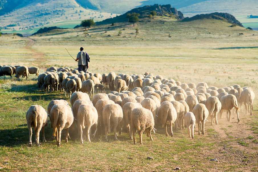 Initiative Homme Faune Sauvage